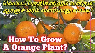 How To Grow A Orange Plant - Tamil | வெப்பப் பகுதிகளிலும் ஆரஞ்ச் மரம் வளர்ப்பது எப்படி? |TechCookies