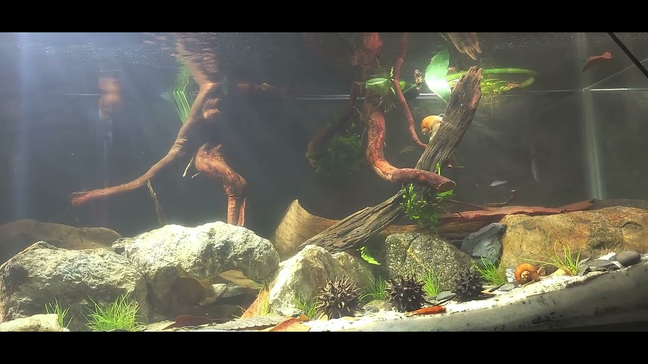 Update on new twenty long aqua, scape by carl laney - YouTube
