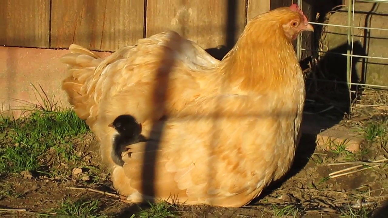 Mom's wing is 2-wk-old chick's heaven (Please read description) 媽媽的懷抱是 ...