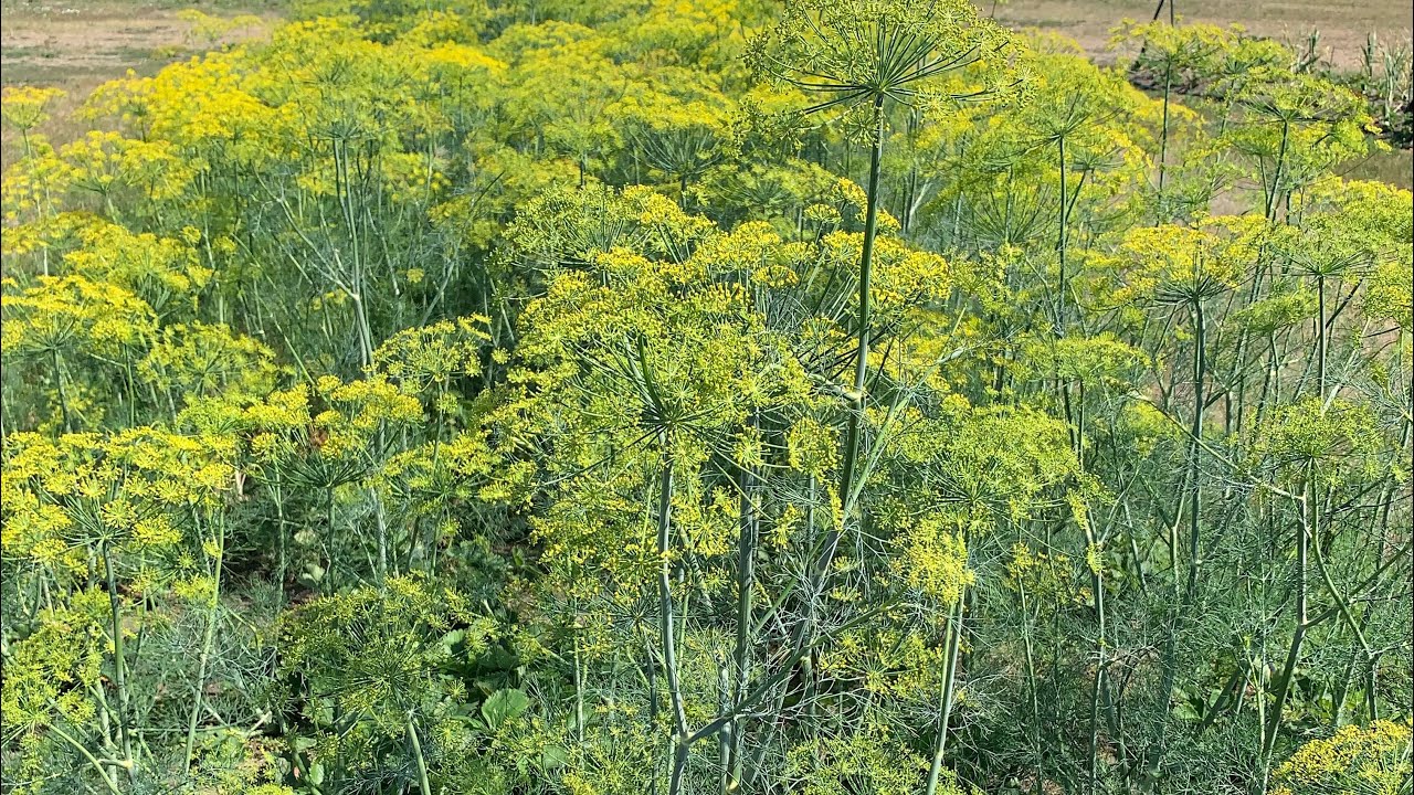 MASSIVE GROWTH OF DILL WEED TIME TO HARVEST & GET READY FOR CANNING ...