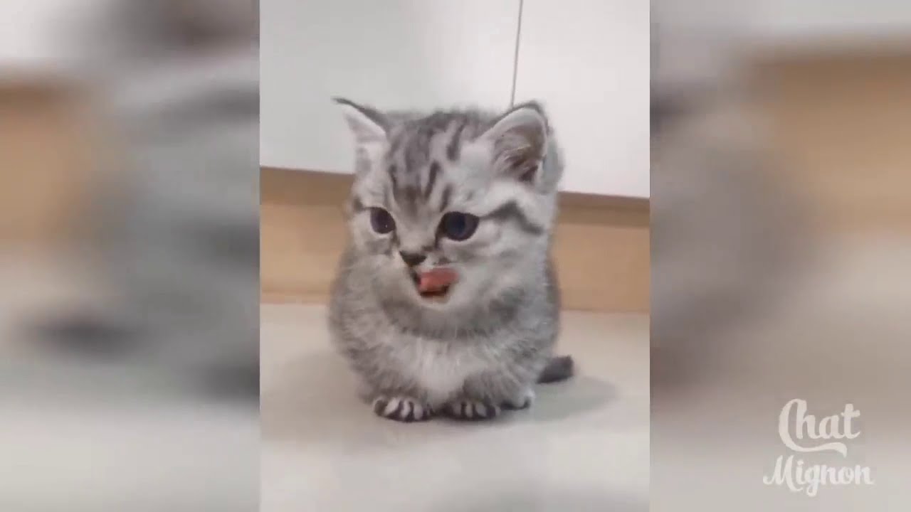 A mourire de rire 2020 chat drole chante new - YouTube