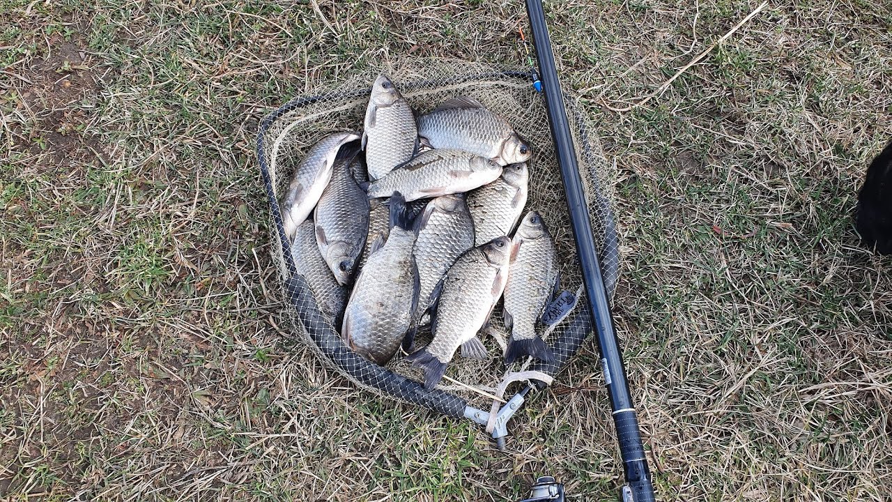 Am Pescuit carasi la pluta primavara pe balta salbatica - YouTube