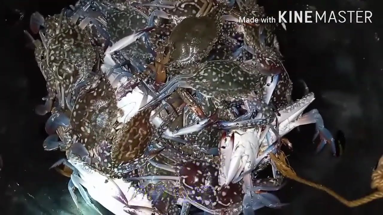 BLUE SWIMMER CRABS ( ALIMASAG ) DUMAGSA,.. TRADITIONAL FISHING CRAB ...
