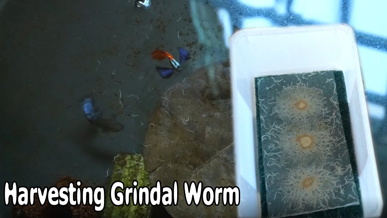 This Is How I Harvest Grindal Worms for My Guppies! - YouTube