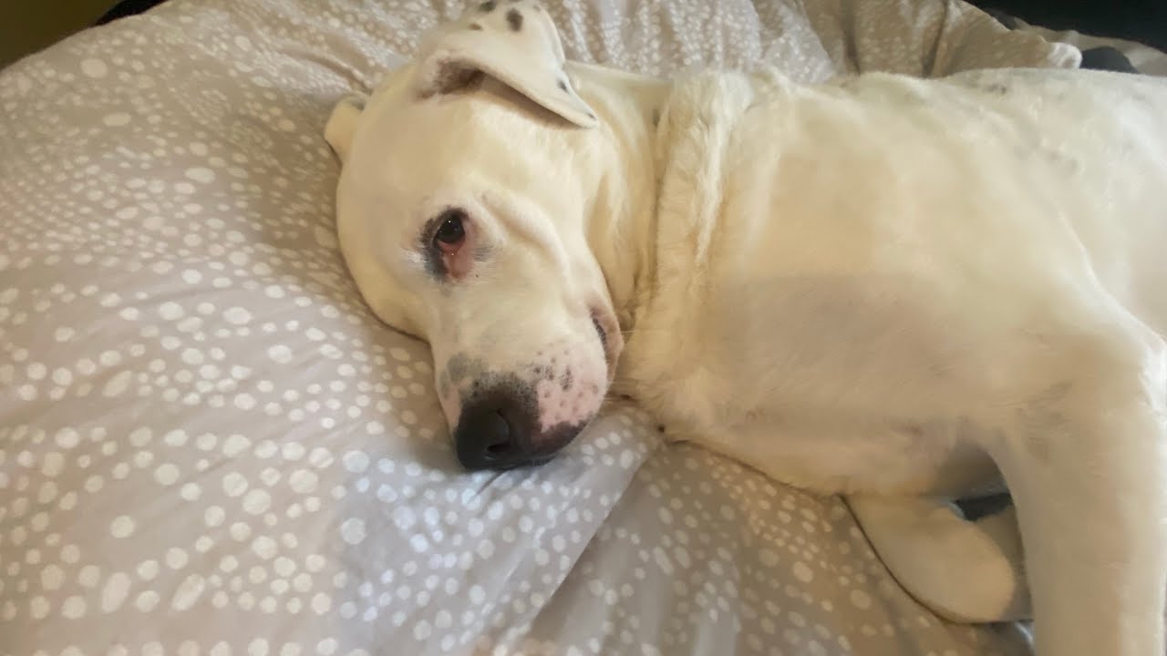 Reckless Dog walk with NOODLE!!!🫶🫶 - YouTube