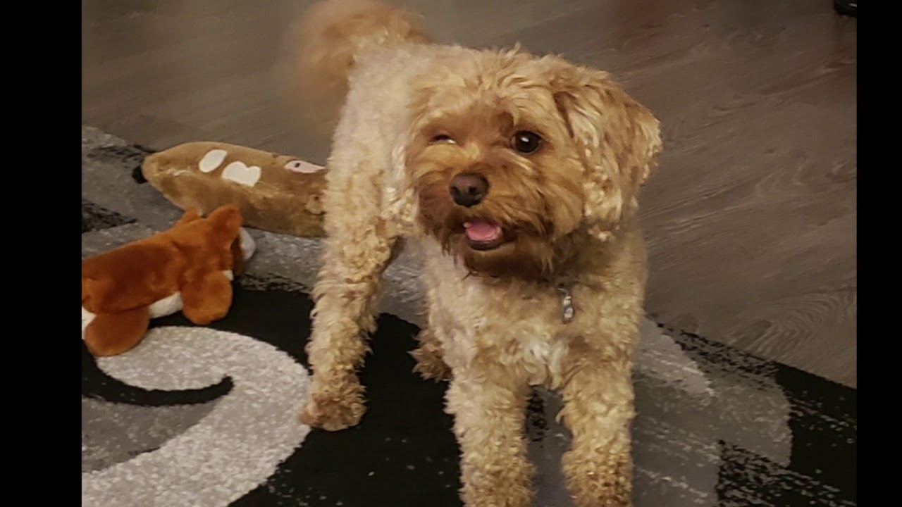 Redman, my cute cavapoo does tricks!! - YouTube