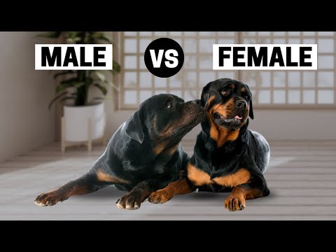 Male vs. Female Rottweiler: Which is Better for you?