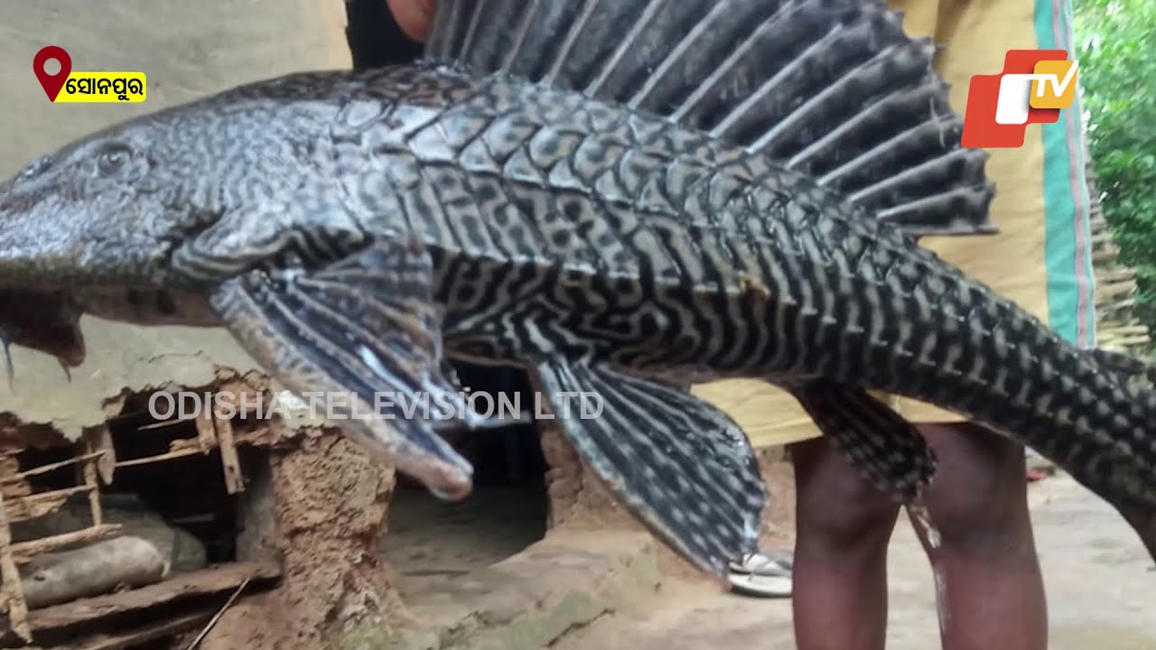 Fishermen Catch Rare Fish From Mahanadi River In Sonepur - YouTube