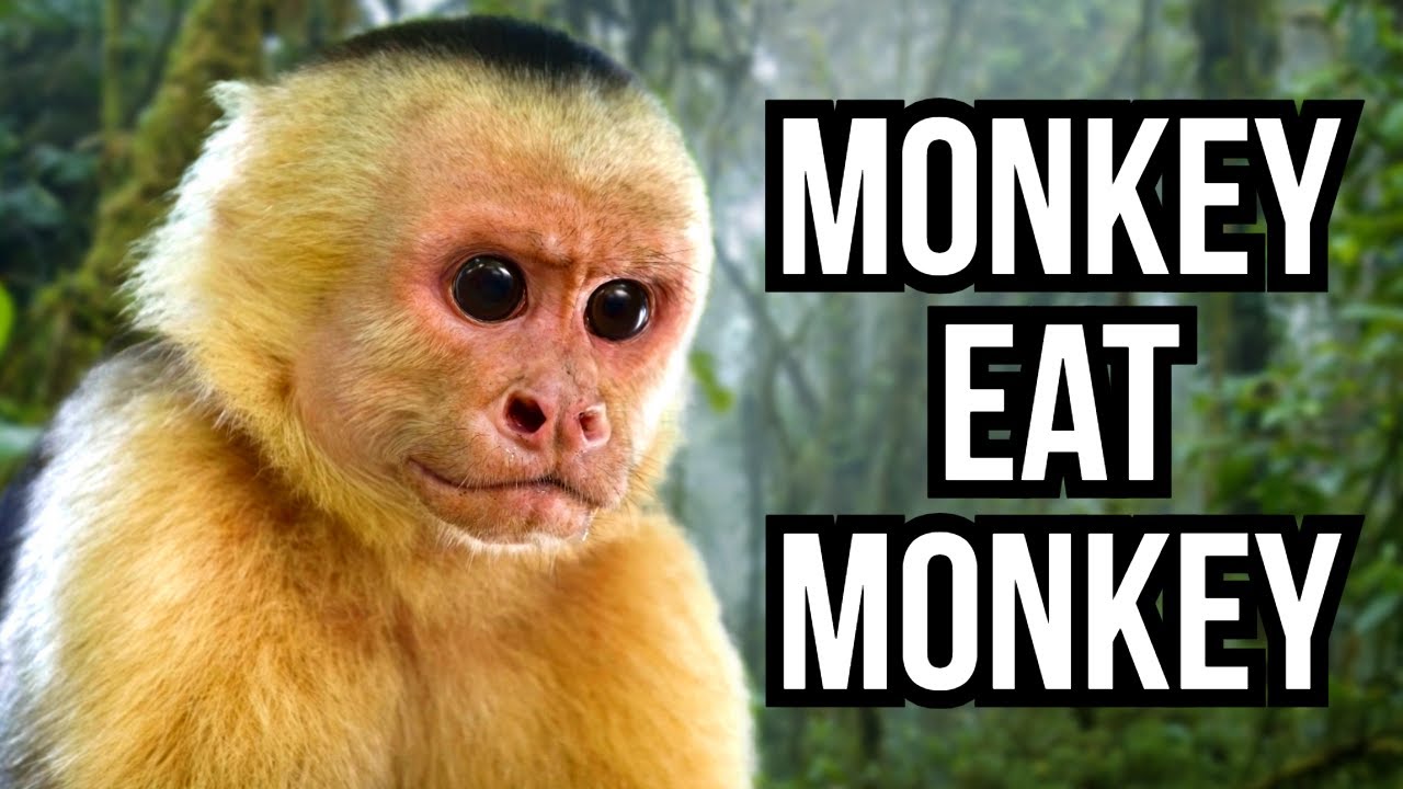 3 Primates That Hunt And Eat Other Primates - YouTube