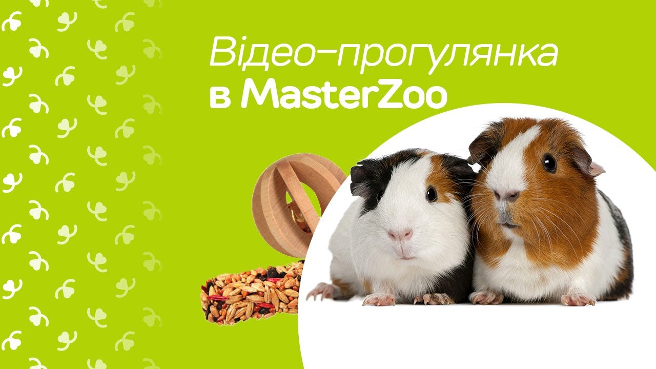 Морська свинка у мережі зоомаркетів MasterZoo - YouTube