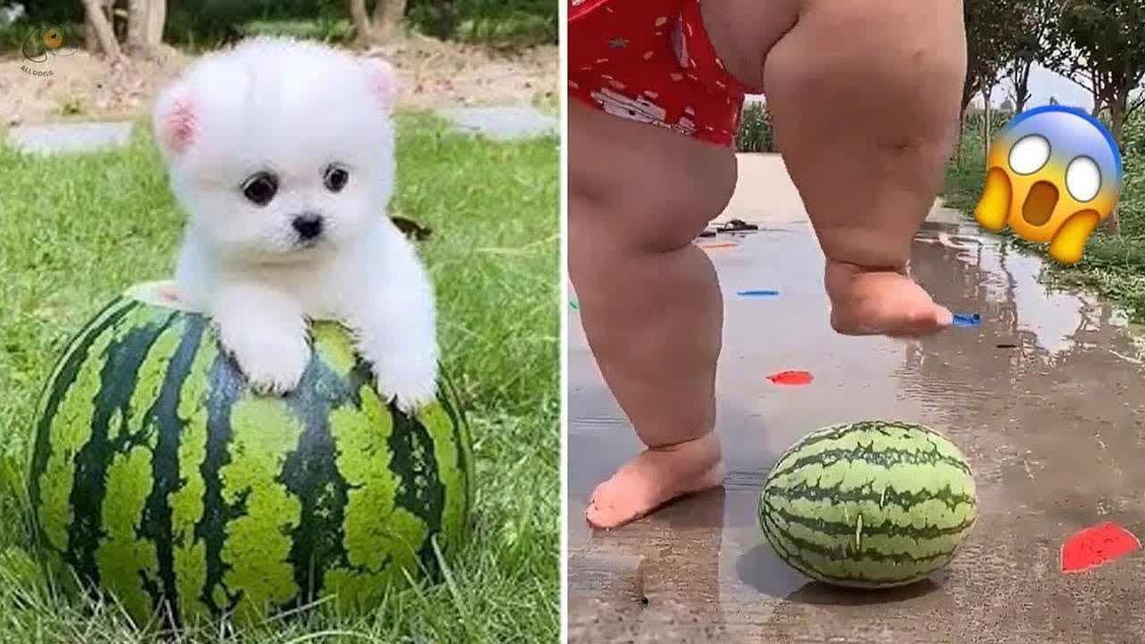 Perro y gato divertidos 😍🐶😻 Los animales más divertidos #226 - YouTube