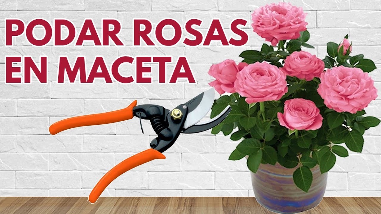 como podar rosales y rosas en maceta CHUYITO JARDINERO - YouTube