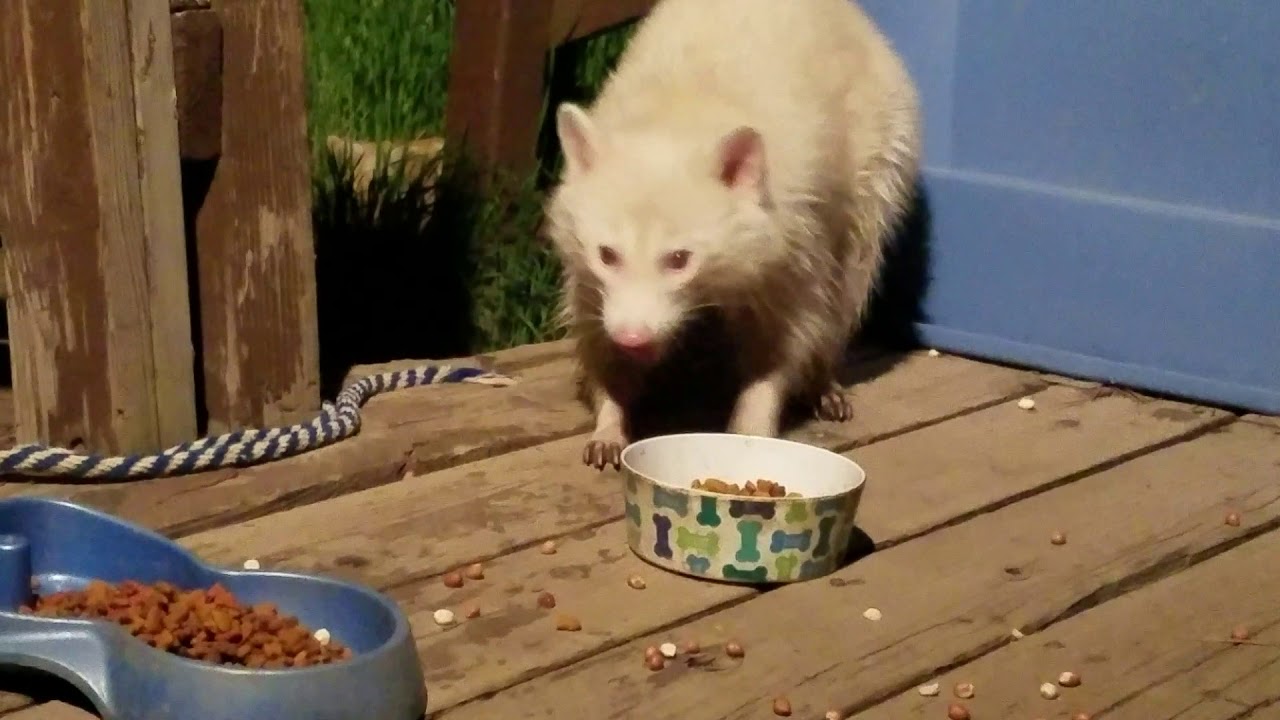 Pink The Majestic Albino Coon - YouTube