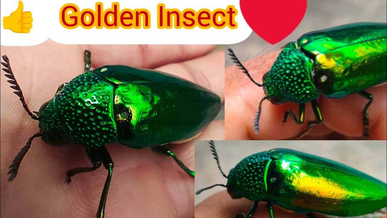 Golden Insect||Sternocera||Most Beautiful Golden Insect on earth🌎 # ...