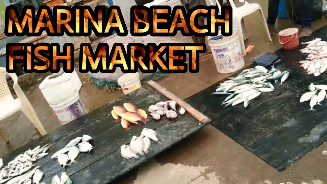 Marina Beach Fish Market | Nochikuppam Fish Market - YouTube