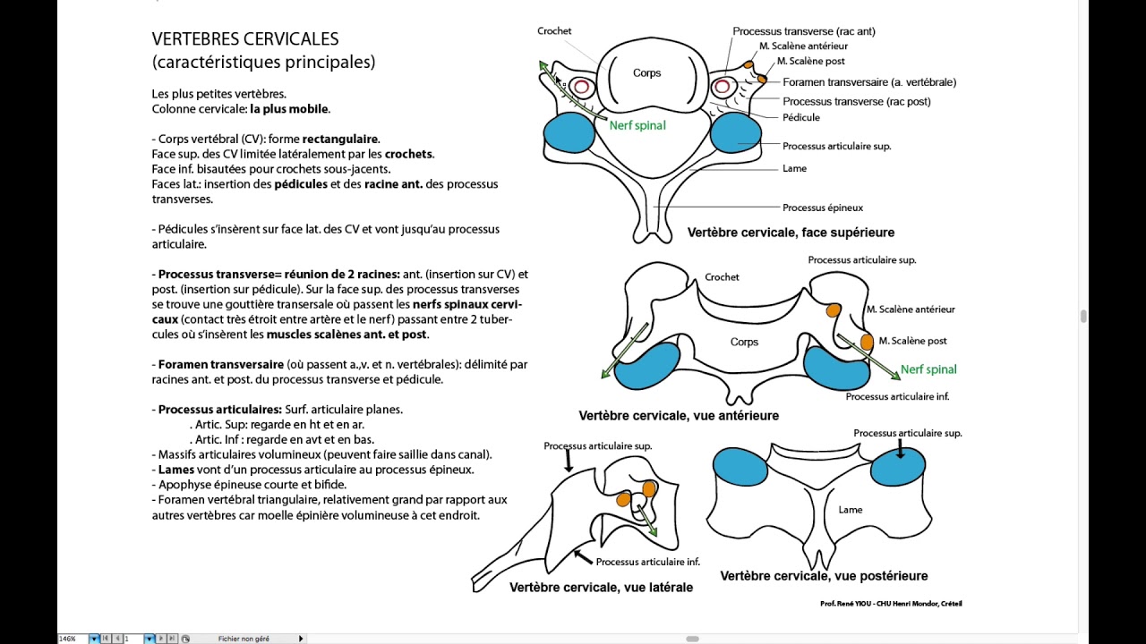 Vertèbres cervicales - YouTube