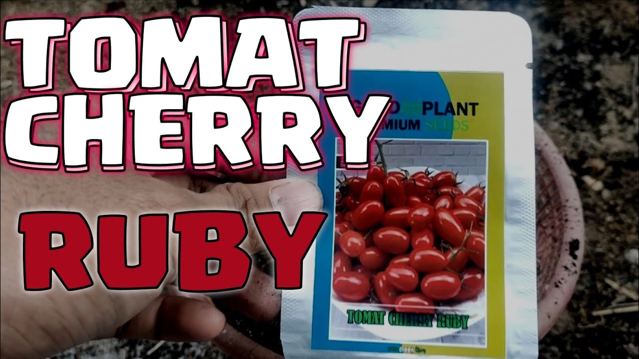 menanam benih tomat Cherry ruby - YouTube