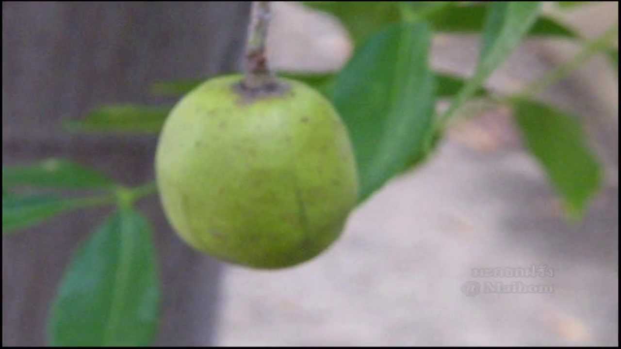 Jewish plum - มะกอกฝรั่ง - YouTube