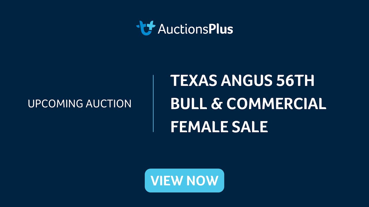 AuctionsPlus | Texas Angus 56th Bull & Commercial Female Sale - YouTube
