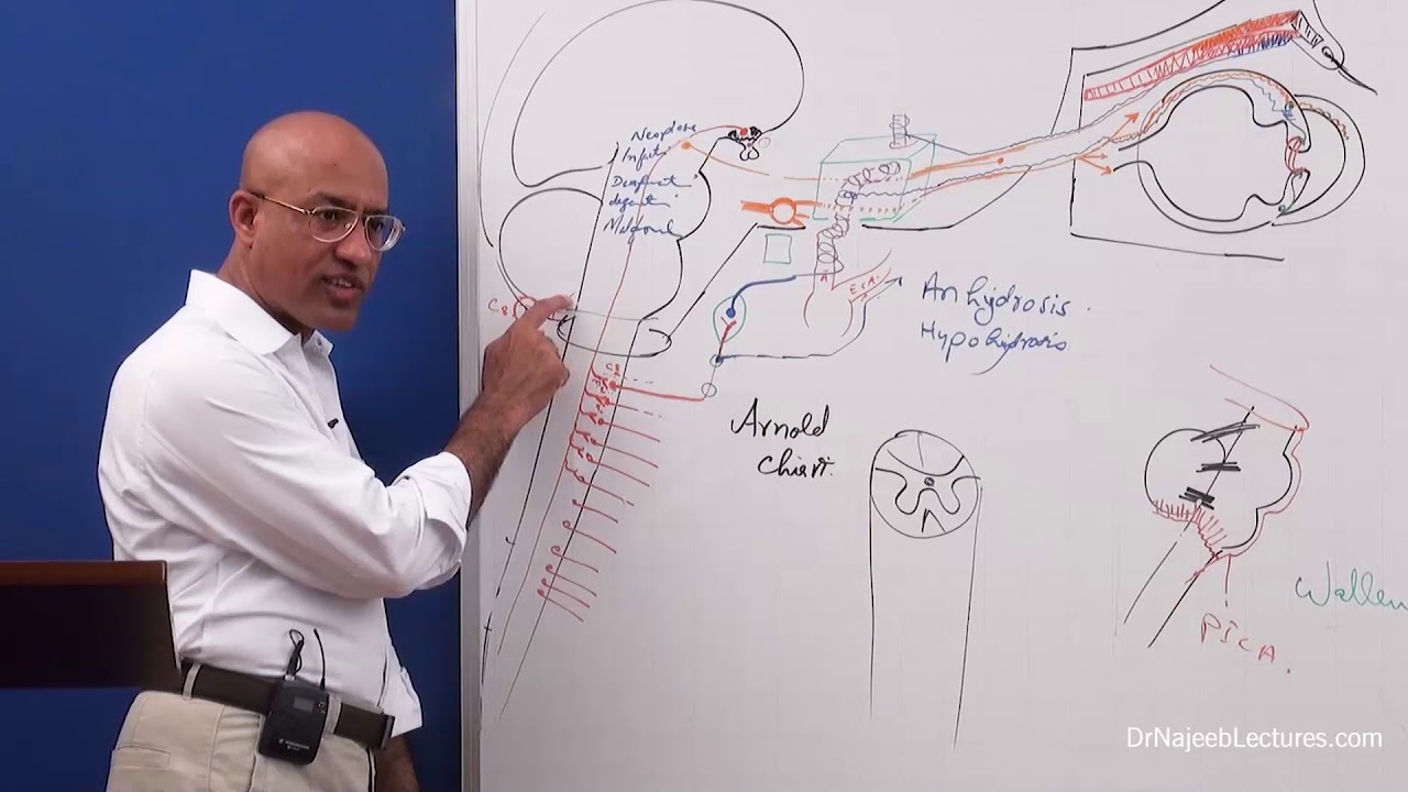 Anatomy of Oculosympathetic Pathway & Horner's Syndrome 2 Members - YouTube