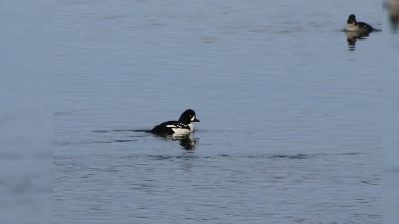 Waterfowl Photo Compilation - YouTube