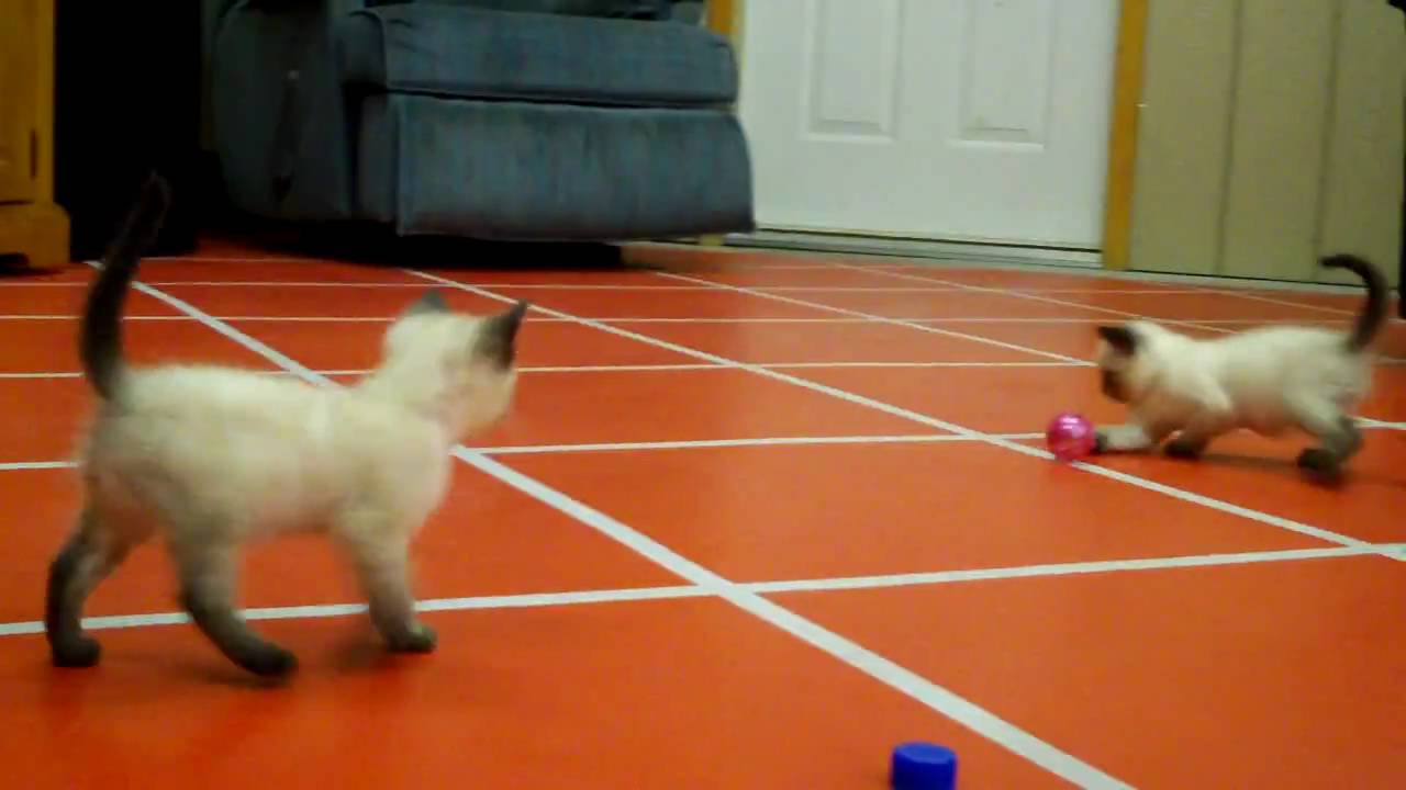 Team Siamese Soccer Game - YouTube