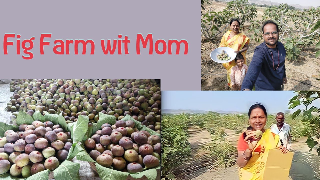 Fig Farm visit with Mom ️ ️ | HomeTown #farm #mom #figs #weekend #fun ...