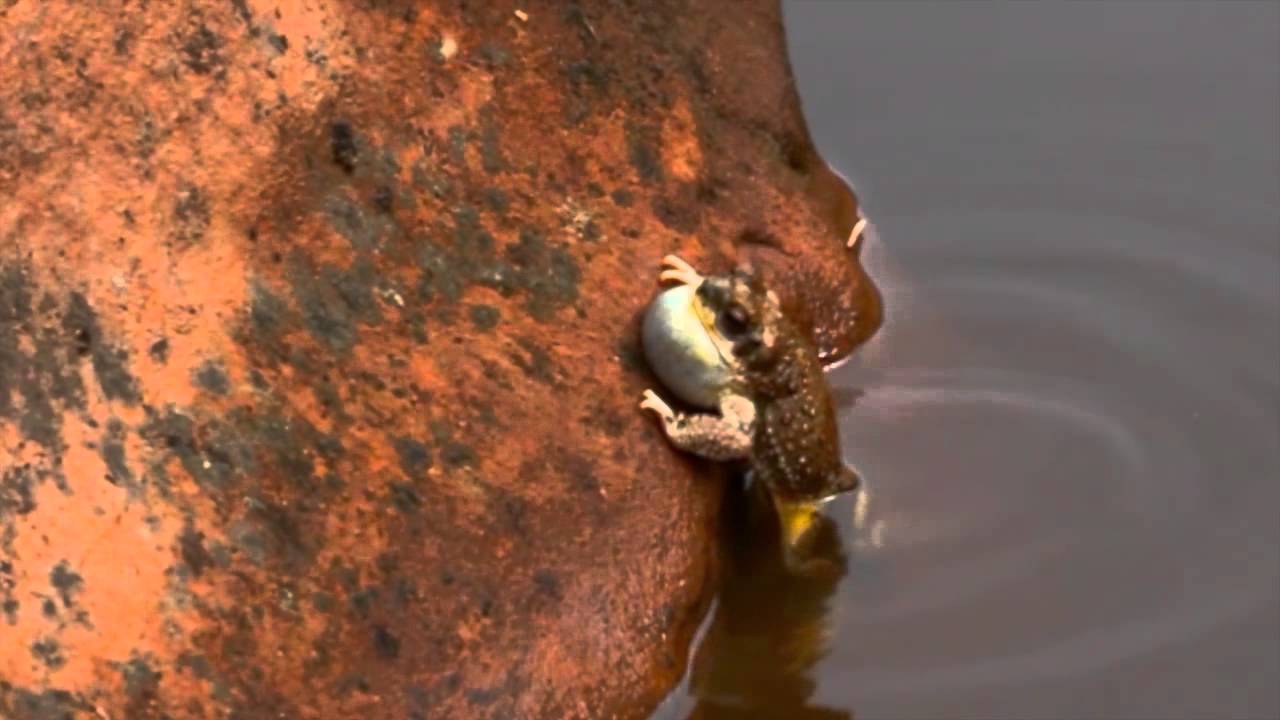 Wildlife of the Red Cliffs Desert Reserve, Utah - YouTube