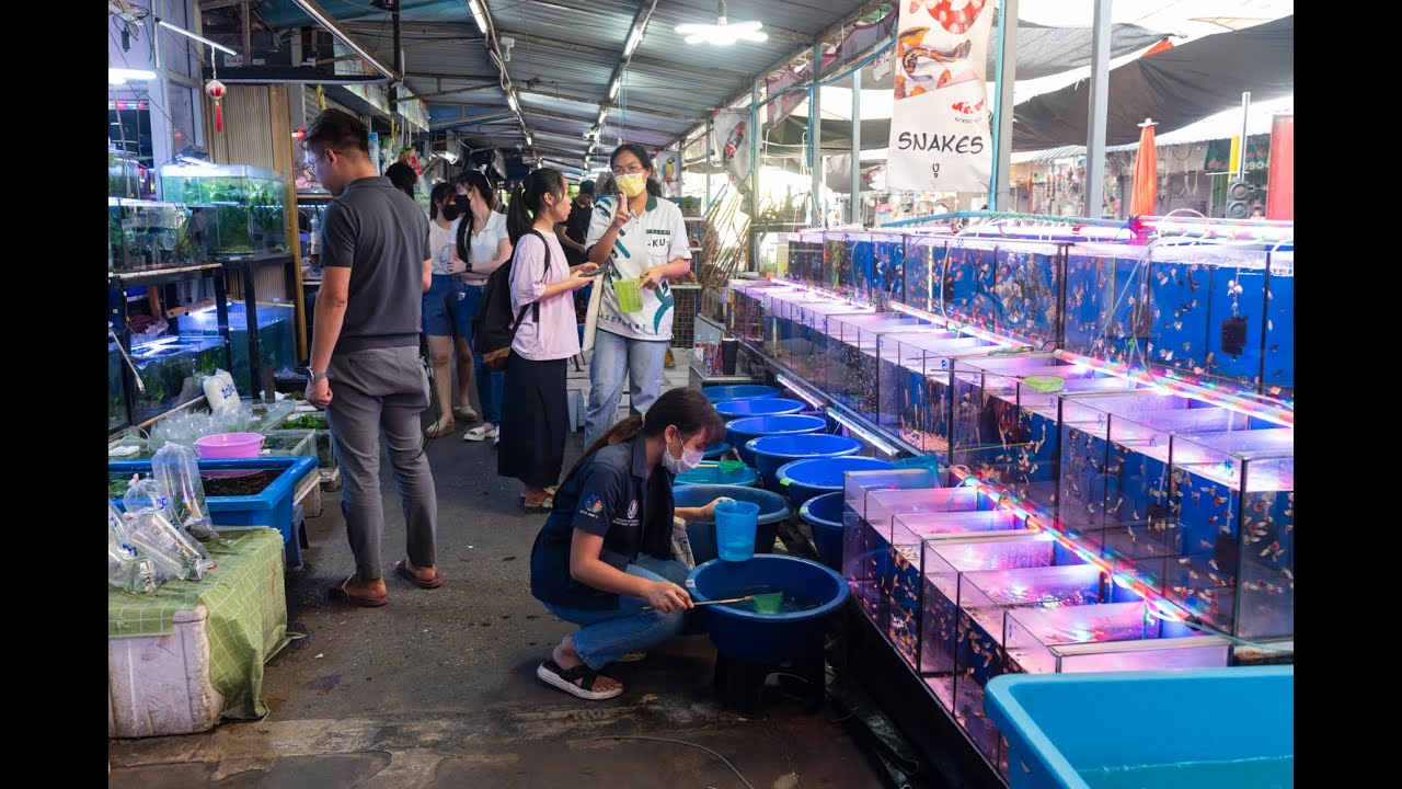 [4K] Bangkok largest aquarium fish market at Chatuchak Fish market ...