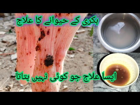 Treating Abscesses in Goats: A Step-by-Step Guide - YouTube