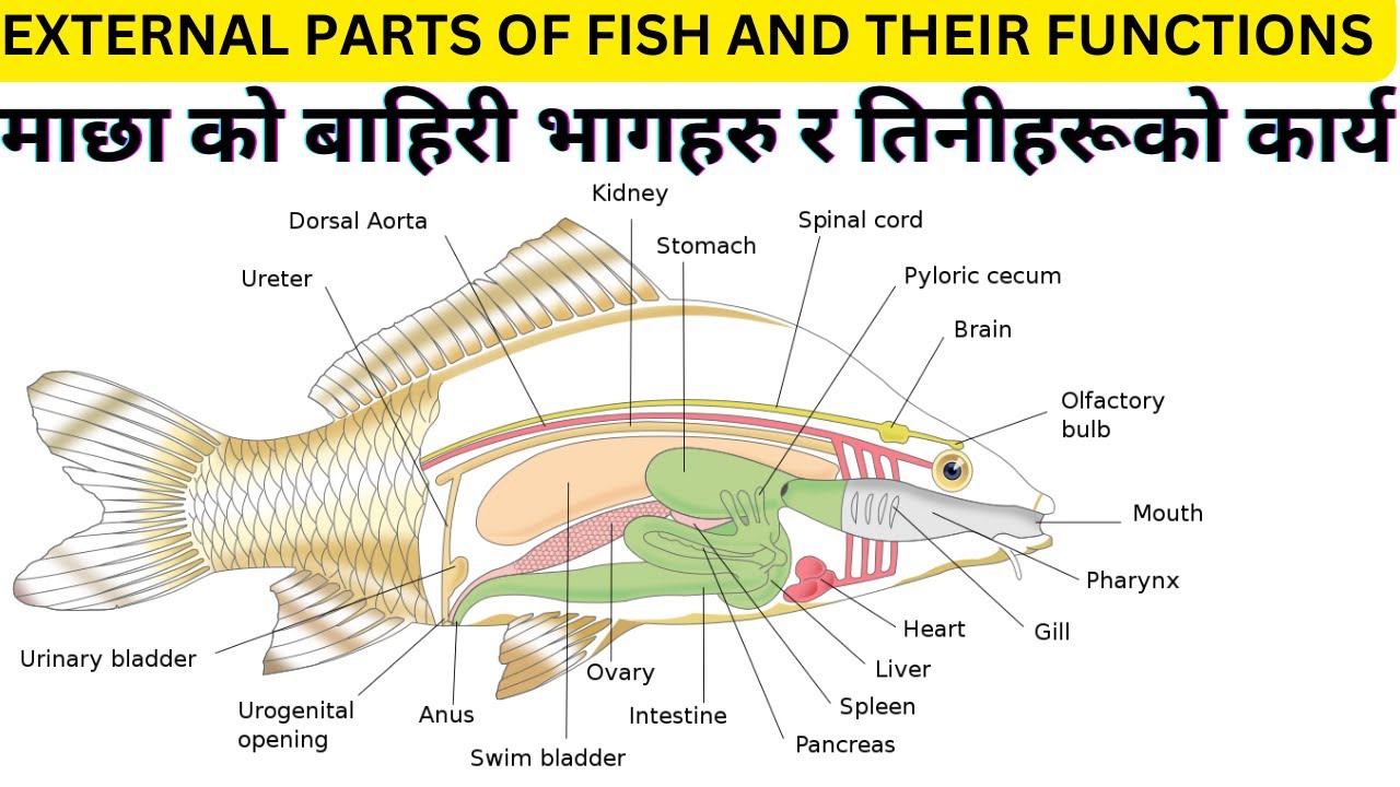 FISH ANATOMY||#NARC LOKSEWA ||#krishi LOKSEWA IN NEPALI||#JTA LOKSEWA ...