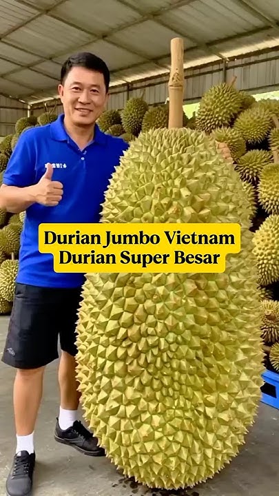 Durian Jumbo Vietnam⁉️Durian Super Besar, Manis, dan Lembut‼️ - YouTube