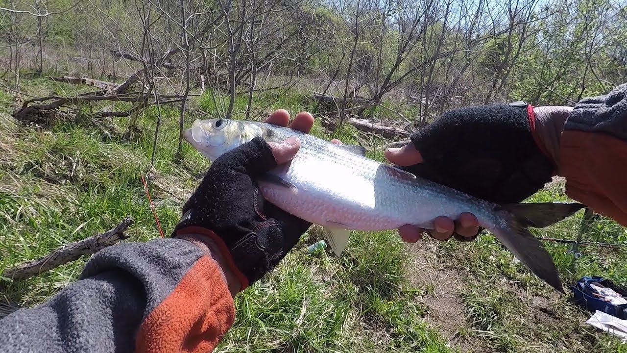 Hickory Shad Fishing in Washington, D.C. - YouTube