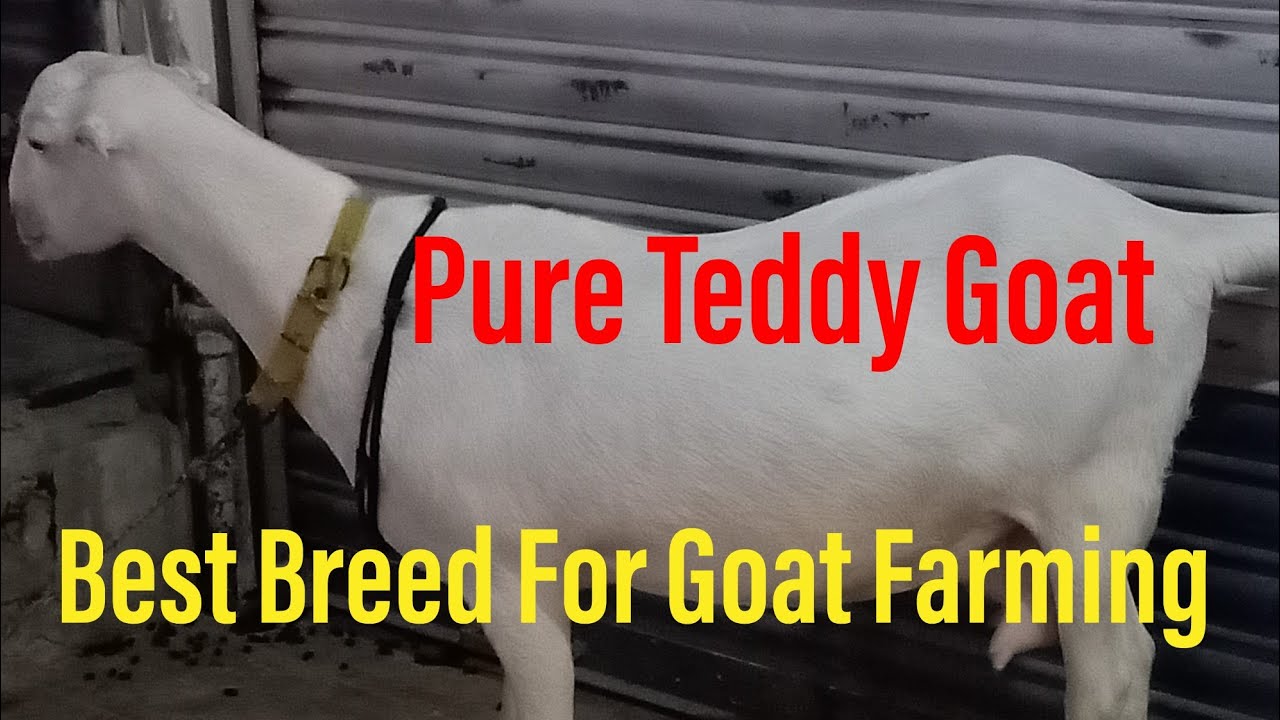 Pure teddy goat & kids | Goat farming k lie best breed | Animal Lovers ...