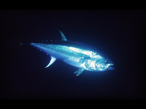 Kafes çevresinde oltaya gelen Mavi Yüzgeçli Orkinos Görüntüleri (Bluefin tuna Recreational fishing)