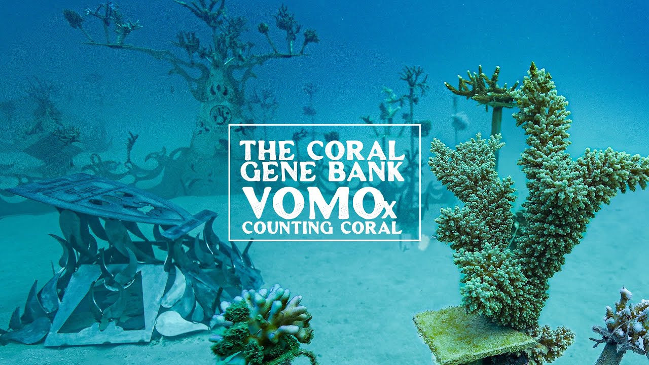 Complete Sculptural Coral Gene Bank at Vomo - YouTube
