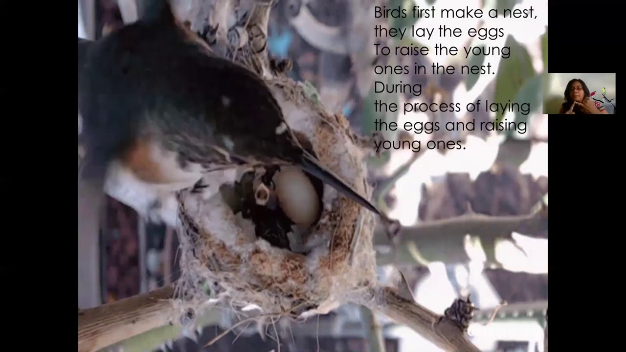 DAV Class 3 birds and nesting habits ||part 3|| - YouTube