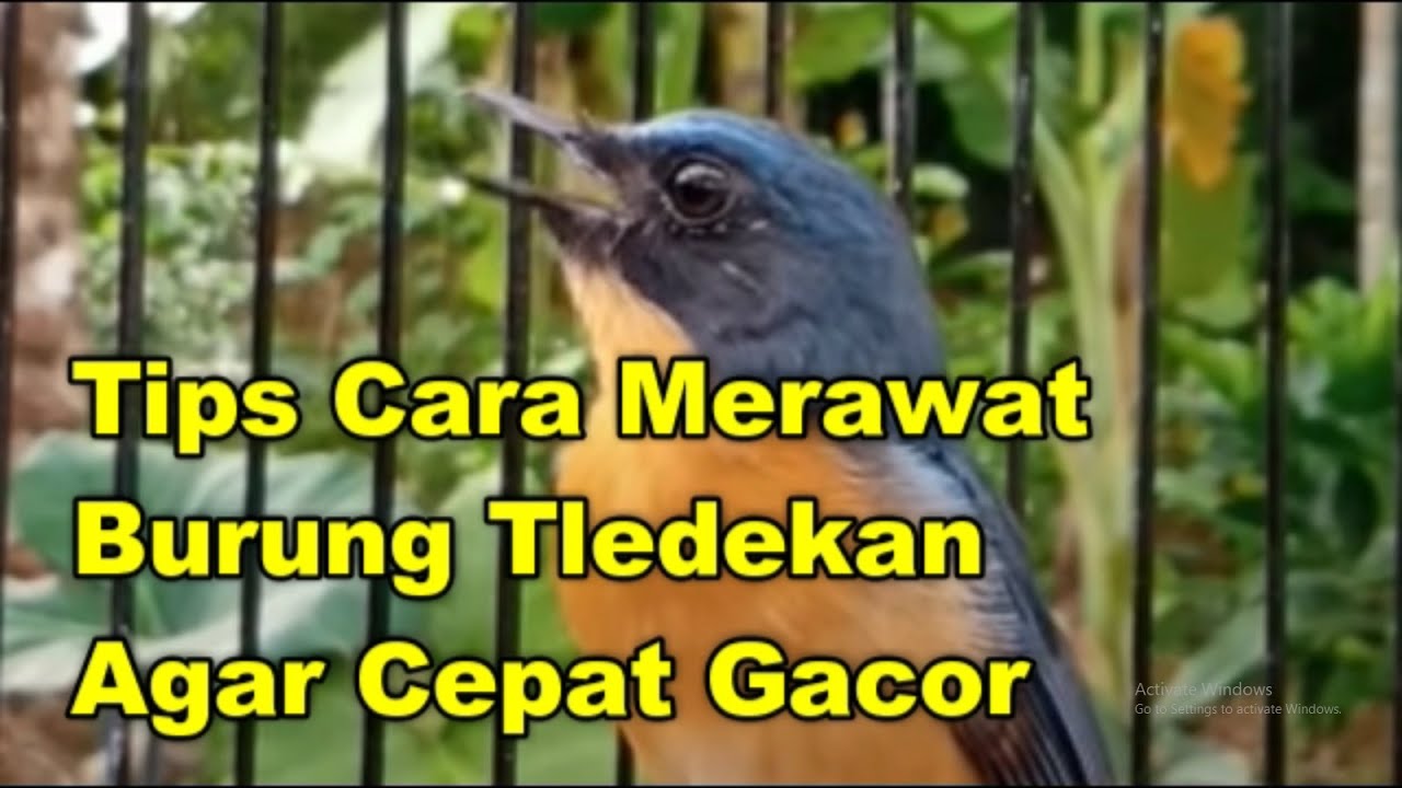 Tips Cara Merawat Burung Tledekan Agar Cepat Gacor - YouTube