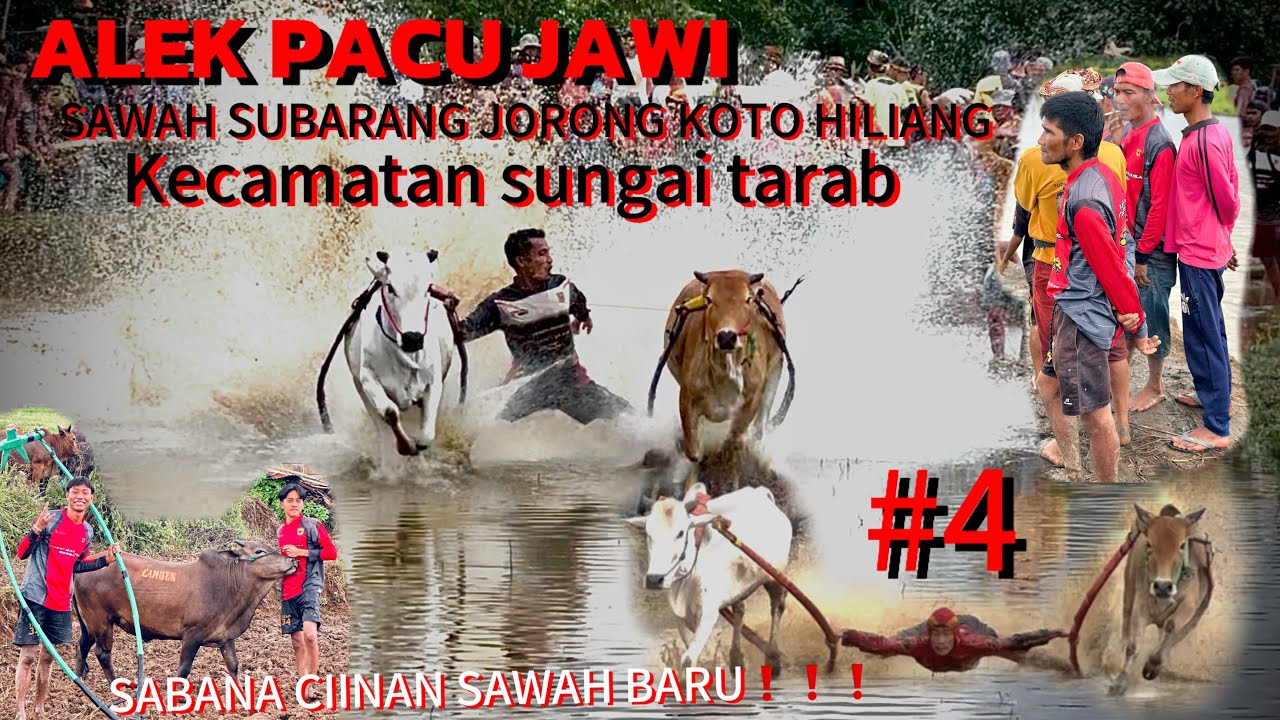 ALEK PACU JAWI SAWAH SUBARANG JORONG KOTO HILIANG KEC SUNGAI TARAB ...