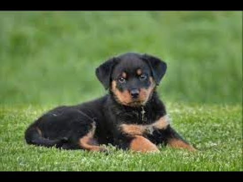 My new Puppy 🐶 - YouTube