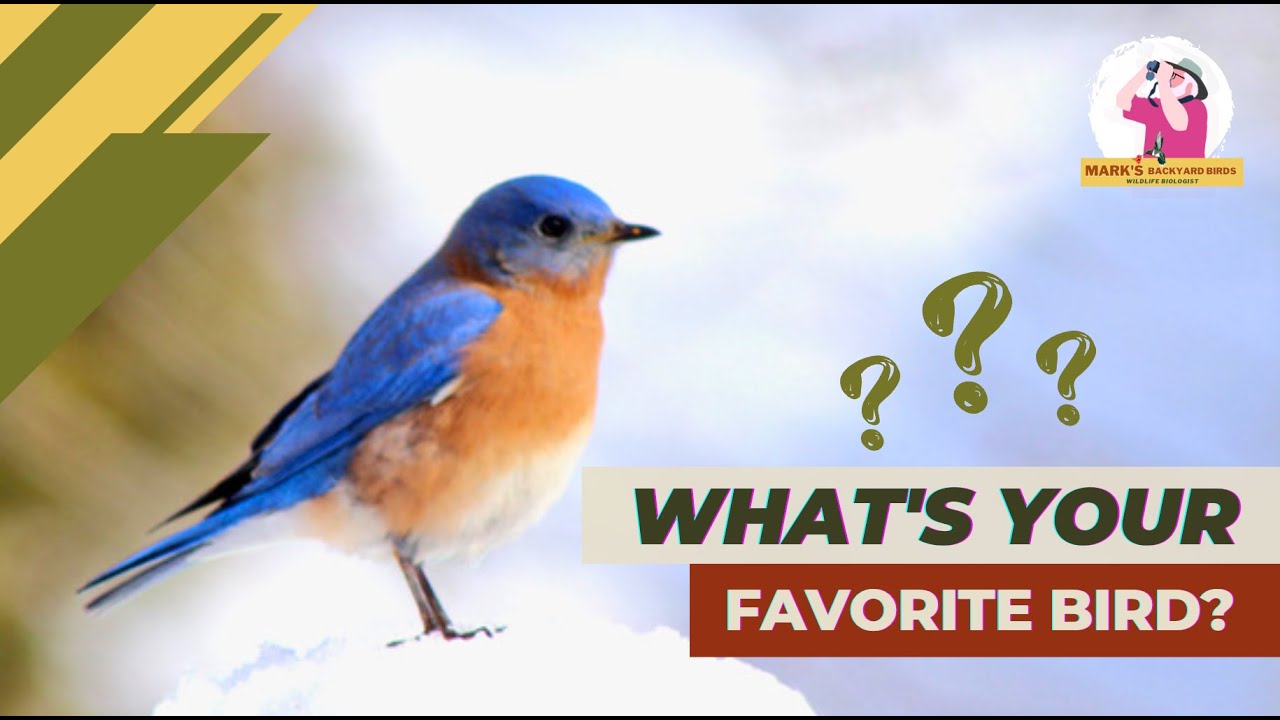 What is Your Favorite Bird? - YouTube