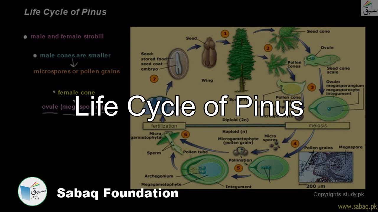 Life Cycle of Pinus, Biology Lecture | Sabaq.pk - YouTube
