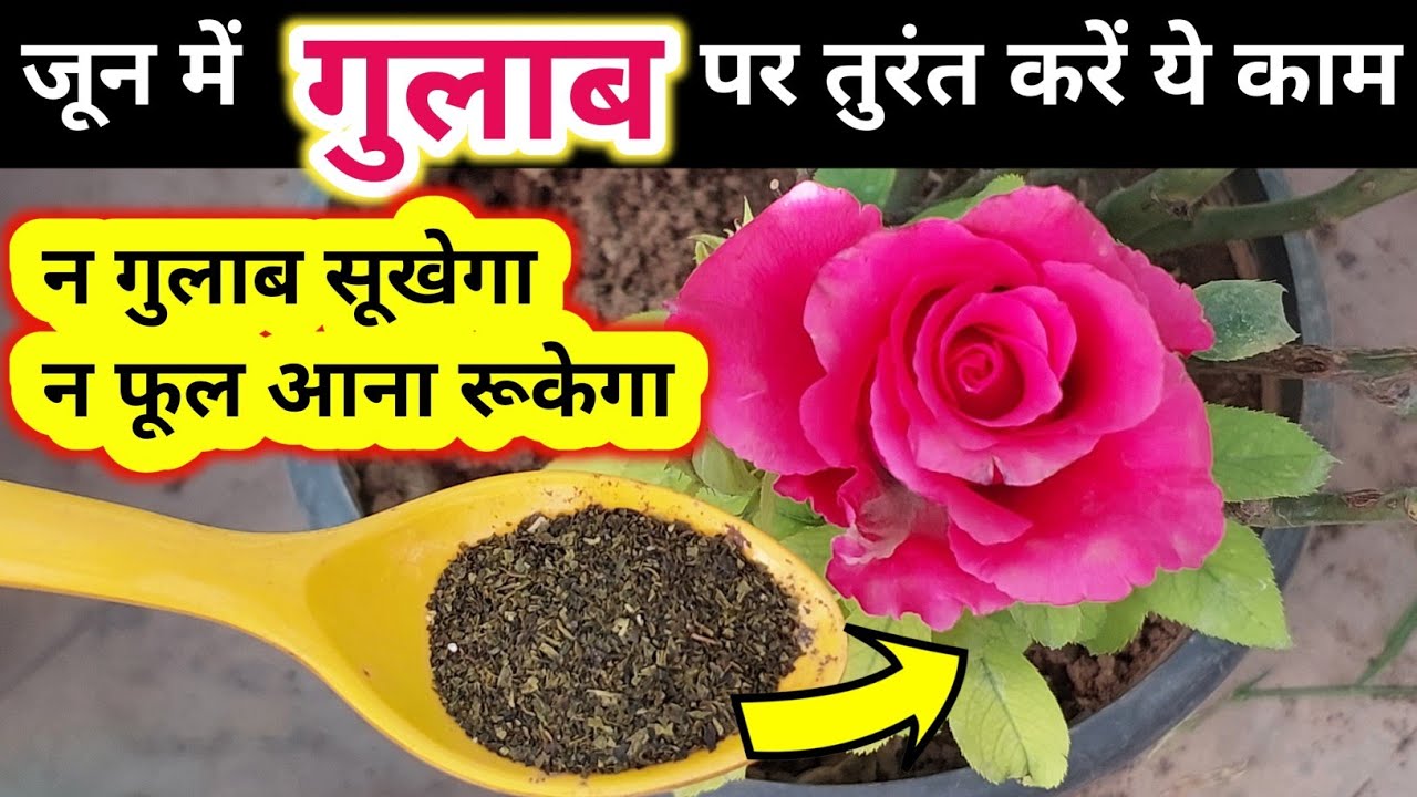 जून में गुलाब पर तुरंत करें ये 5 काम.Rose plant growing tips.Rose plant care.How to save rose ...