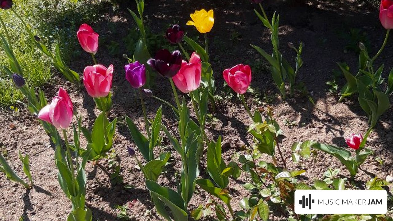 prima vara - YouTube