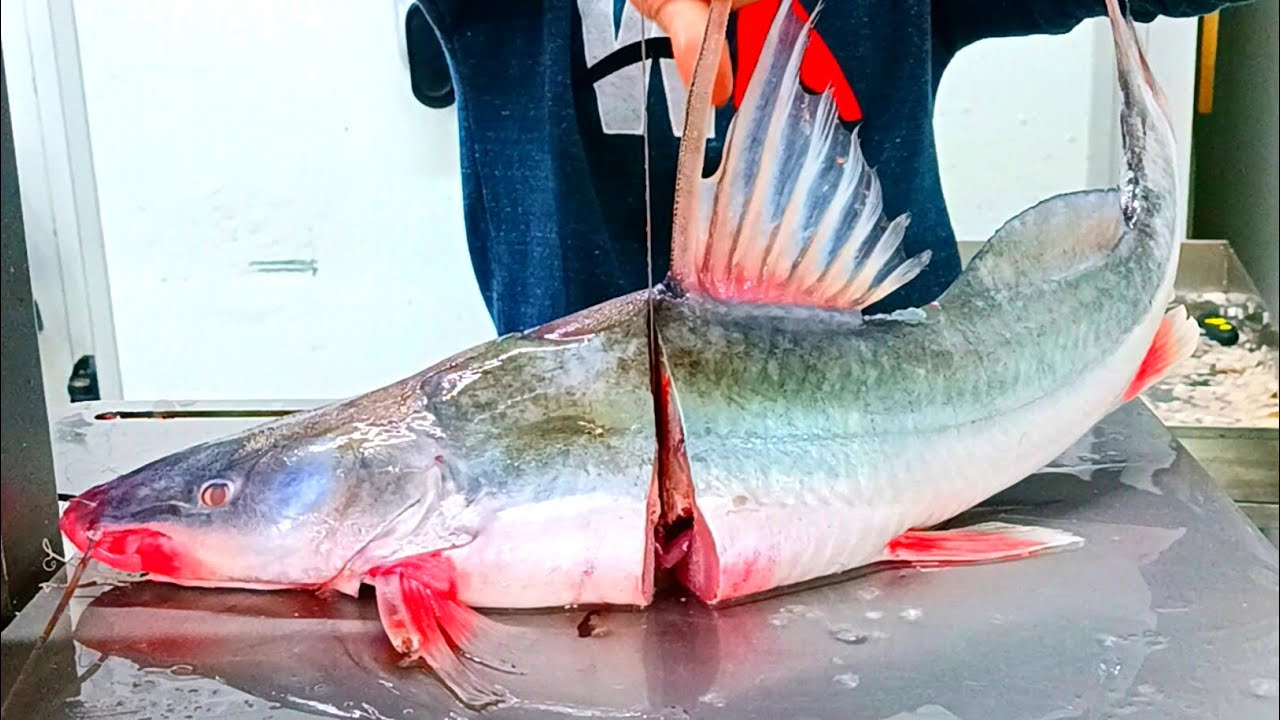 how to make giant River super fresh Ayer fish cutting skills video big ...