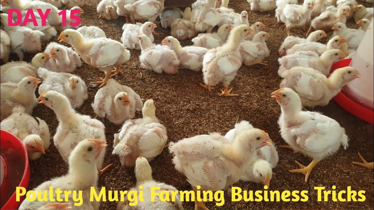 Poultry Farming Business Ideas l How To Start Poultry Farming Business ...