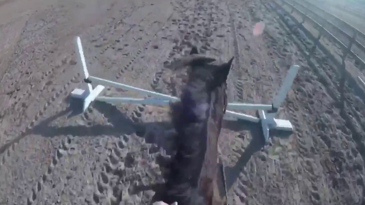 GoPro horse jumping #1 - YouTube