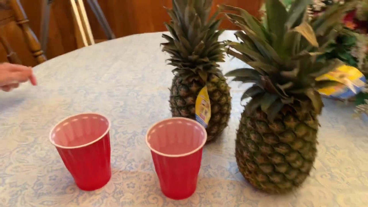 Pineapple rooting and planting - YouTube