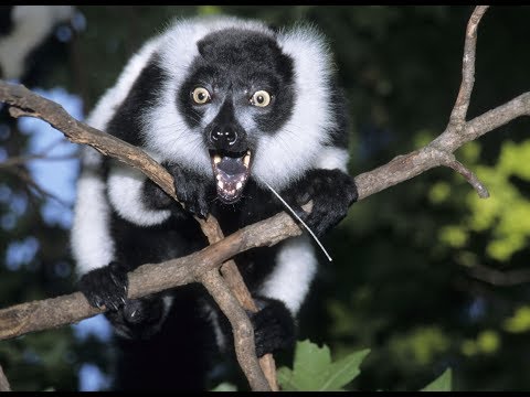 Lemur Sounds PART 2!