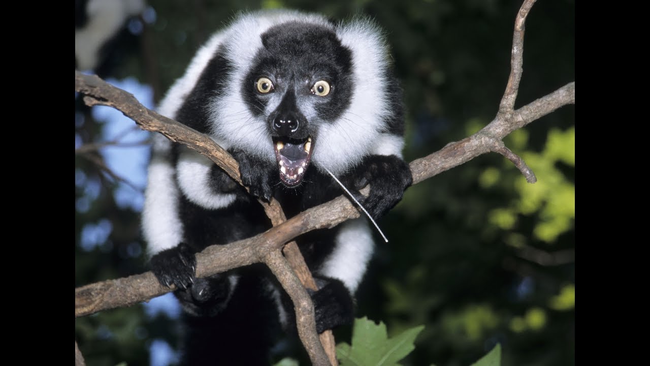 Lemur Sounds PART 2! - YouTube